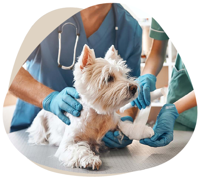 Χειρουργικές Επεμβασεις – Ioannis Psathas Veterinarian